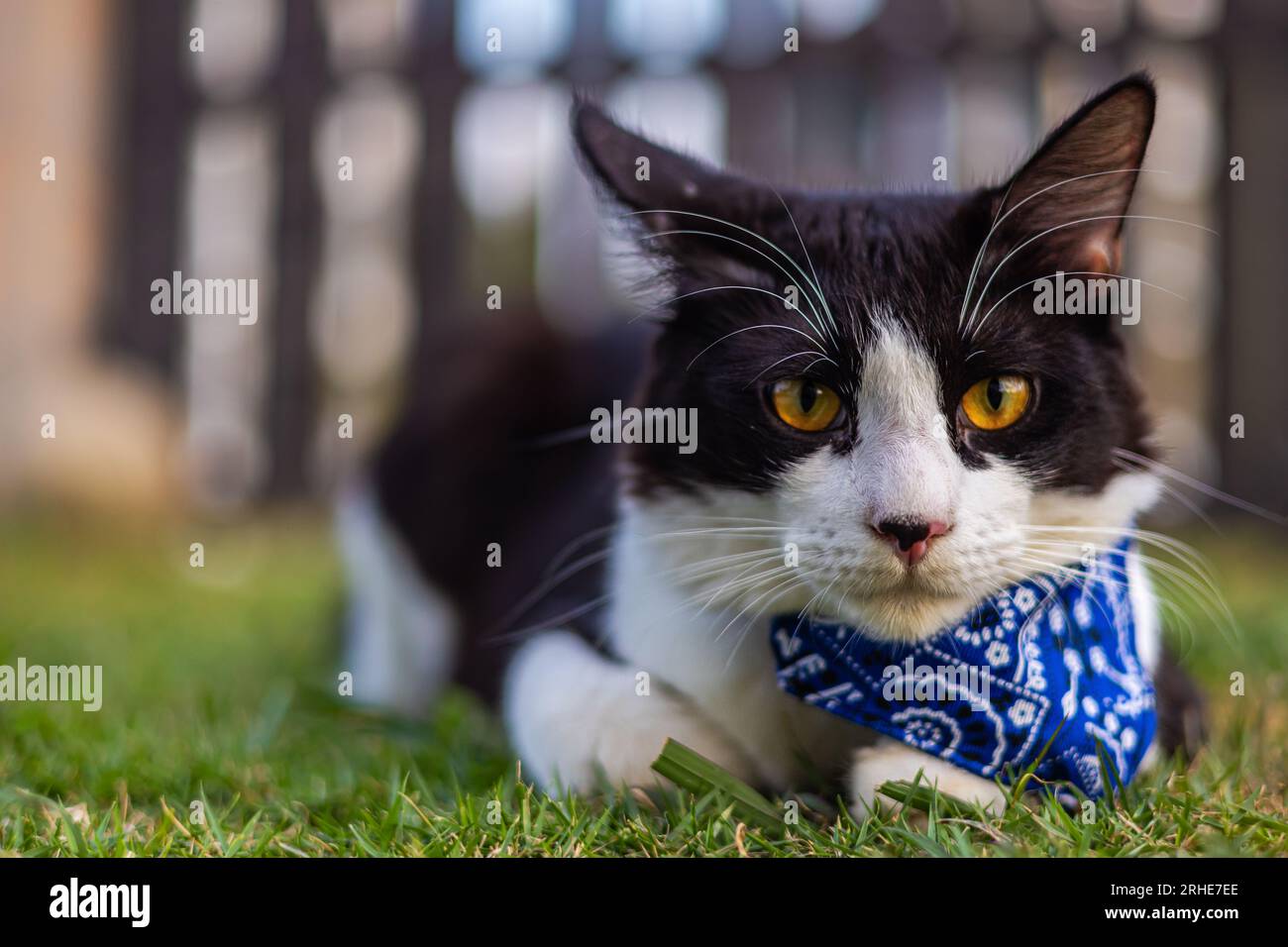 Close-up of a cat face. Portrait of a male kitten. Cat looks curious ...