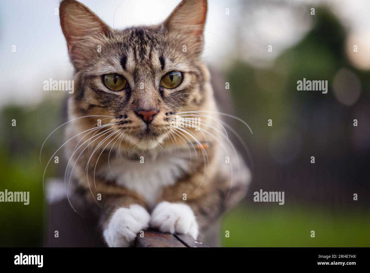 Detailed Cat Face