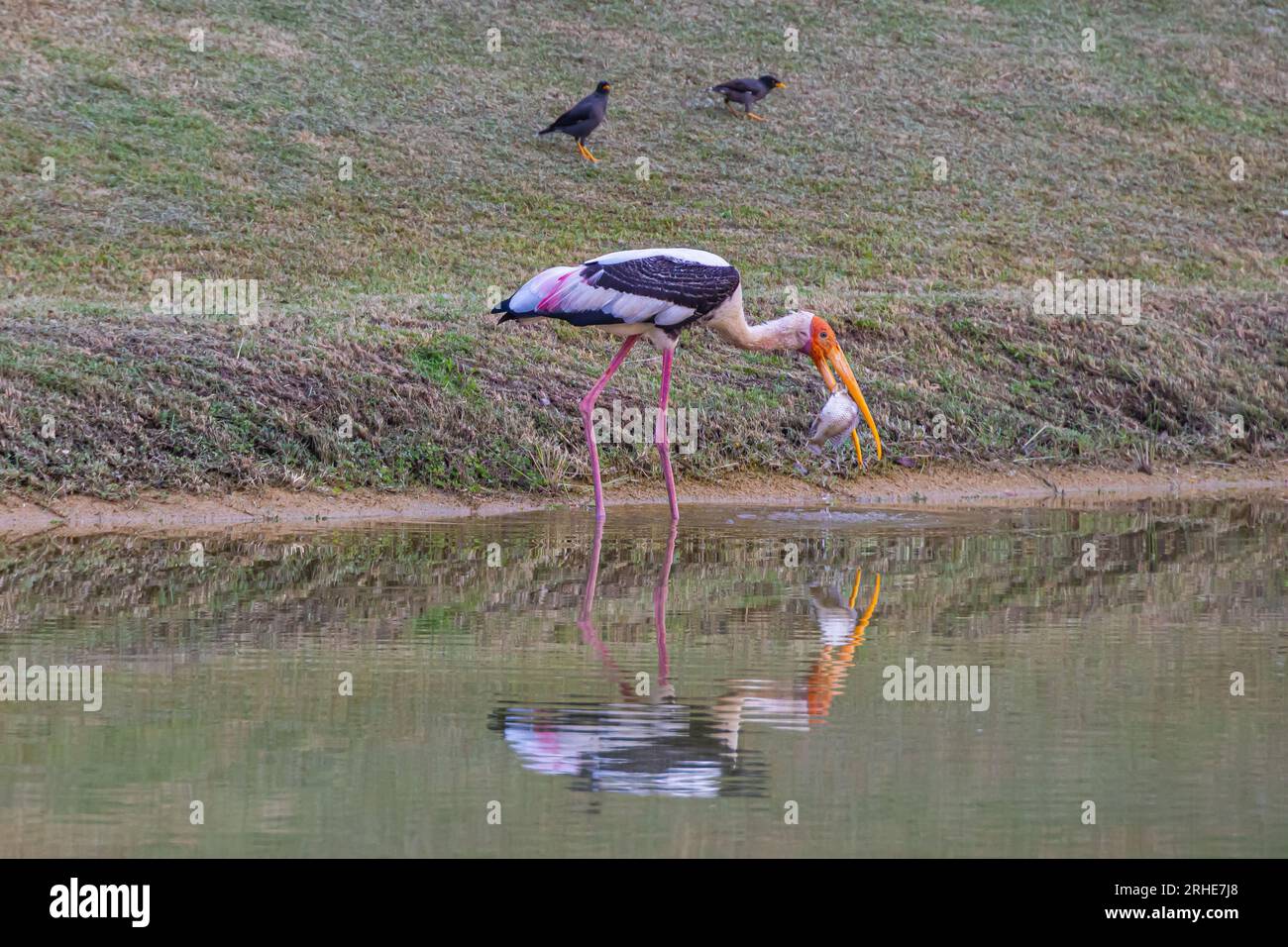 A pelican glides over a small lake, eyes fixed on the water. With a ...