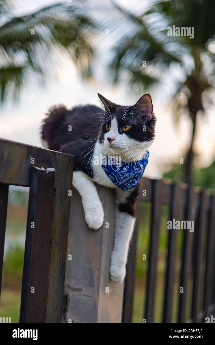 A young male cat with black and white fur relaxed on a garden fence ...