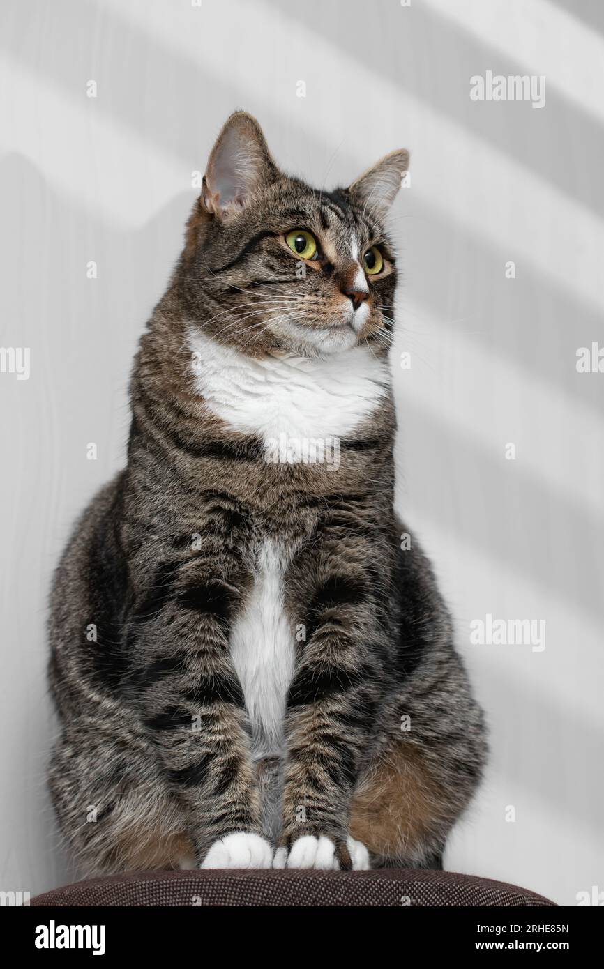 Cat mask portrait hi-res stock photography and images - Alamy