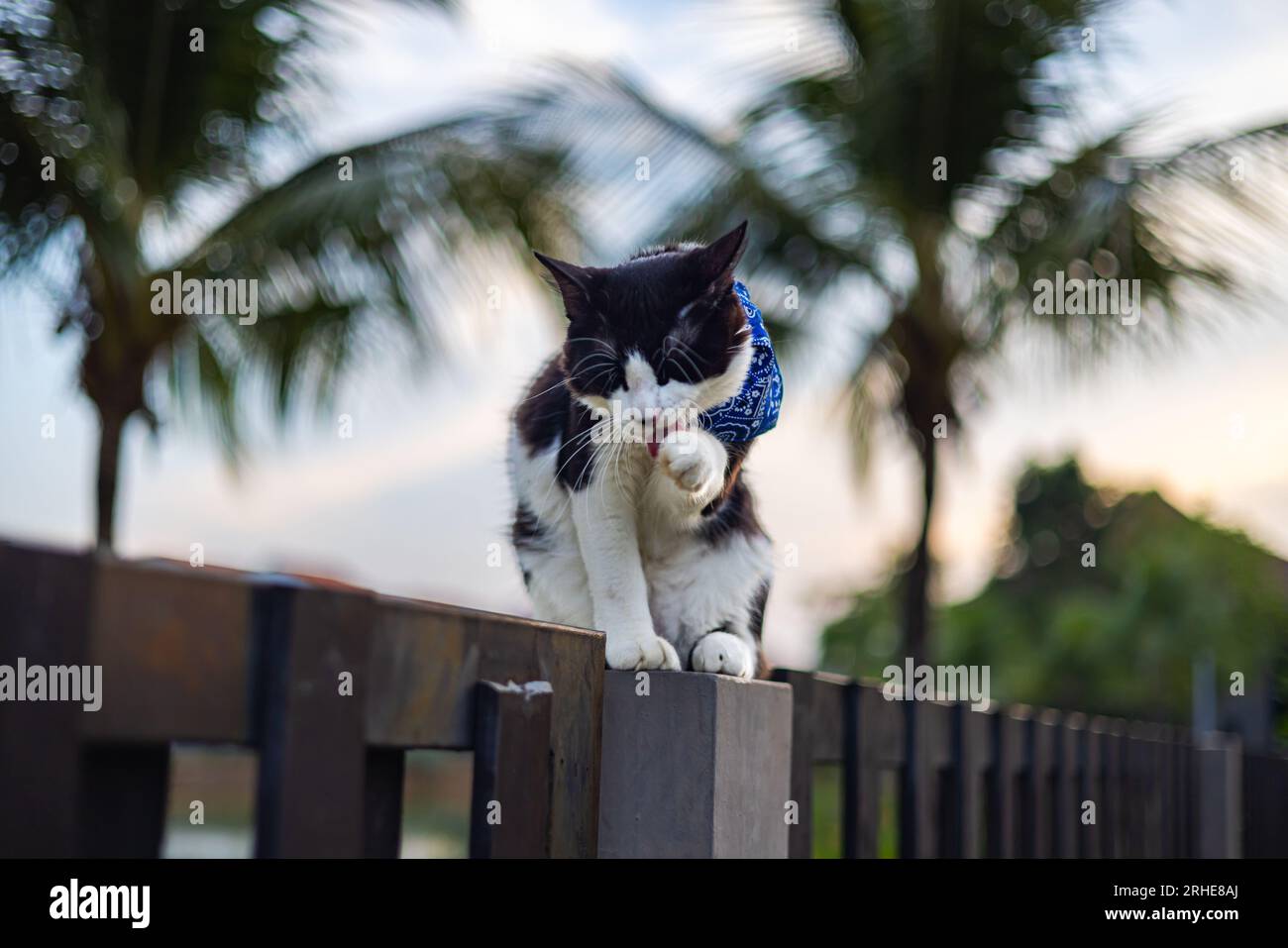 A young male cat with black and white fur perches on a garden fence ...