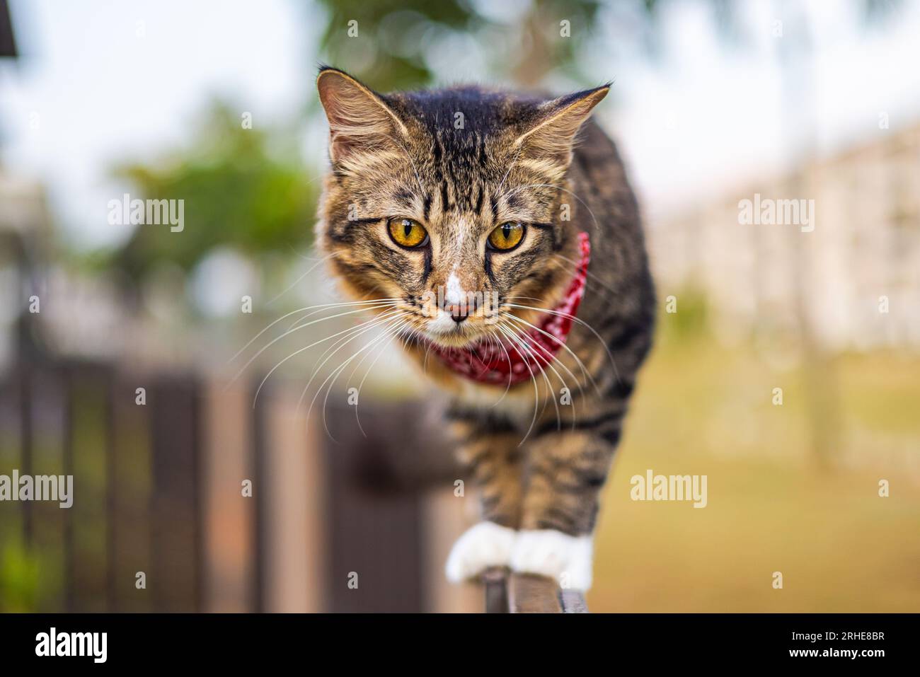 Close-up of a cat face. Portrait of a male kitten. Cat looks curious ...