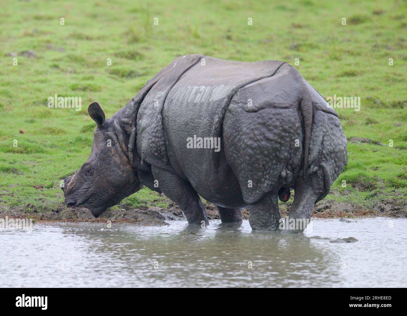 One Horned Rhino from Kaziranga National Park, Assam Stock Photo - Alamy
