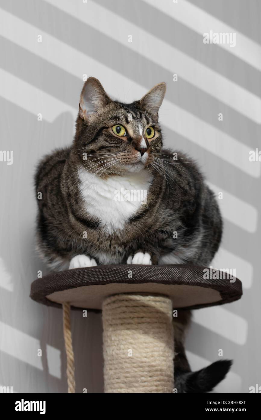 Portrait Cute fat tabby gray cat with green eyes, using gobo mask Stock ...
