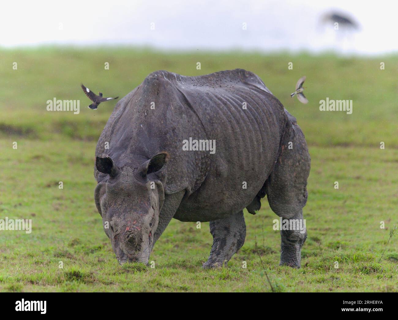One Horned Rhino from Kaziranga National Park, Assam Stock Photo - Alamy