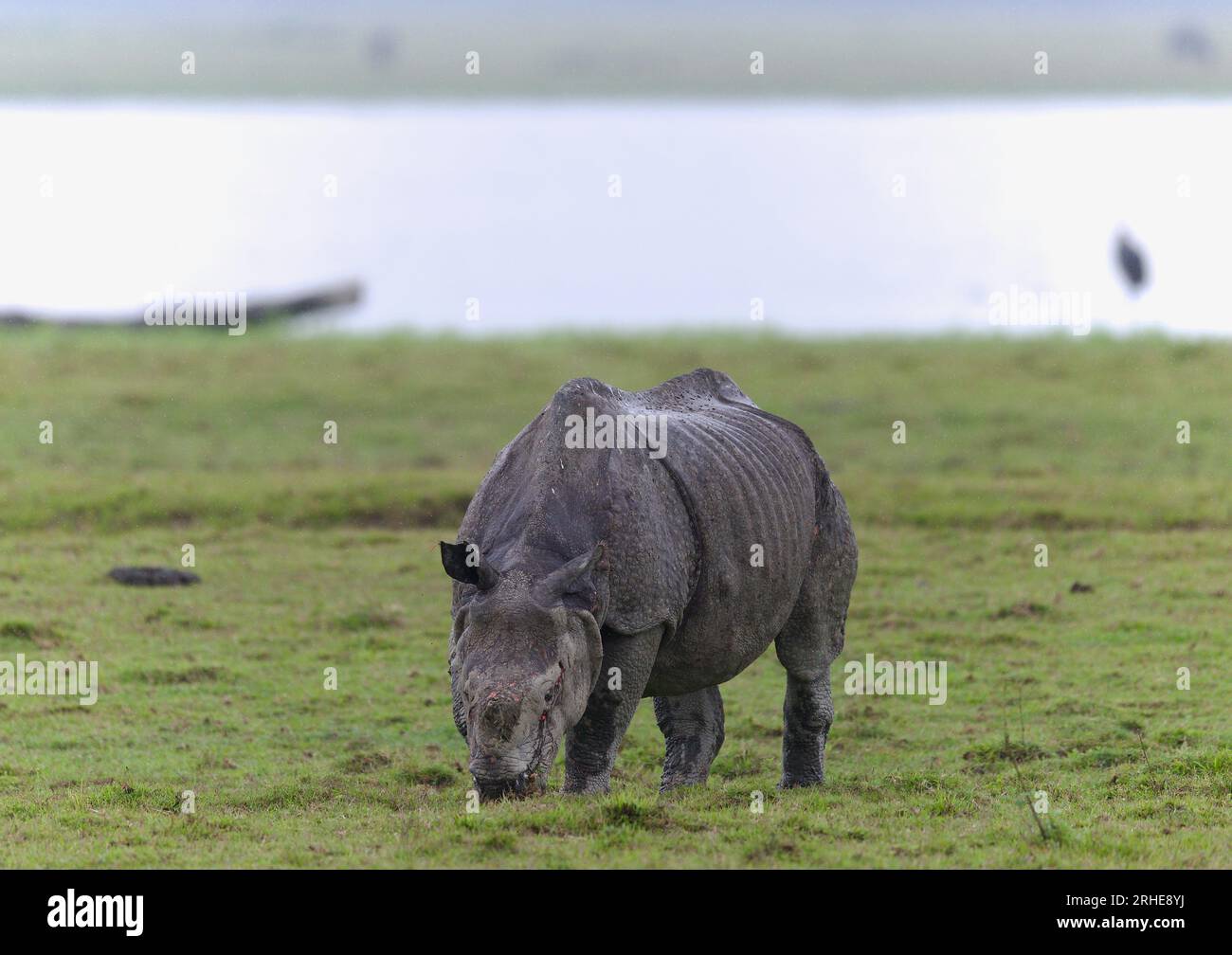 One Horned Rhino from Kaziranga National Park, Assam Stock Photo - Alamy