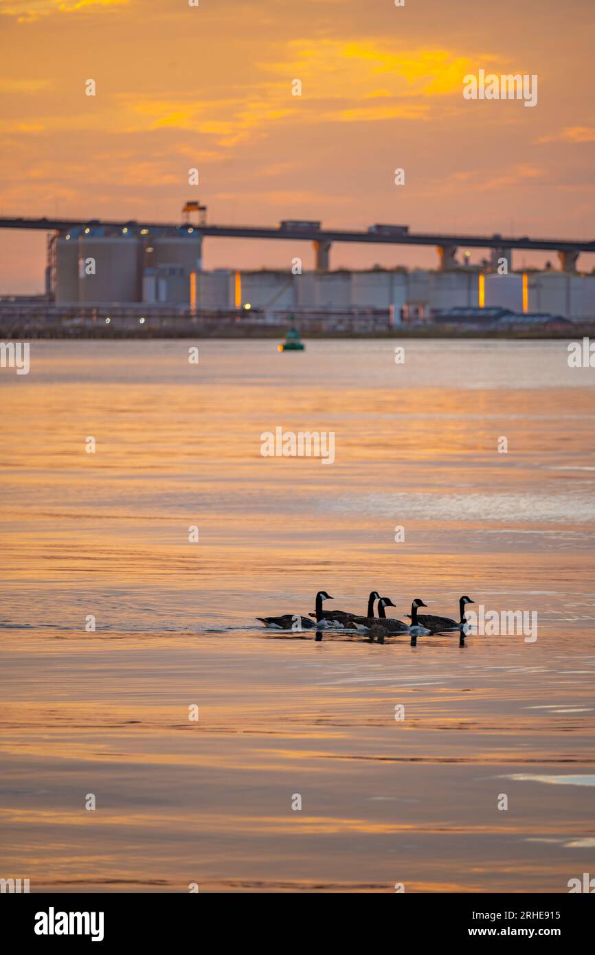 5 Canada geese in front of The Queen Elizabeth II bridge Known as the ...