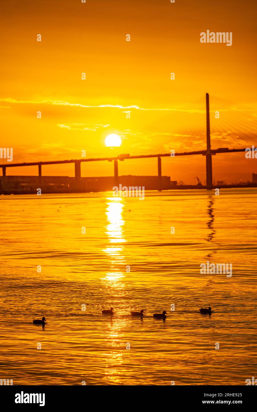 5 ducks in front of The Queen Elizabeth II bridge Known as the Dartford ...