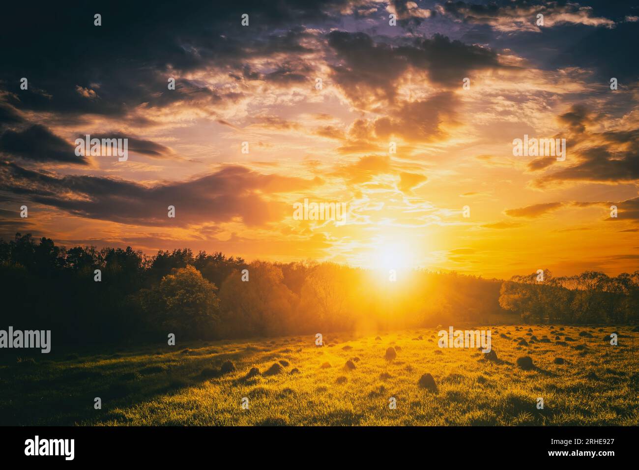 Sunset or sunrise in a spring field with green grass, willow trees and ...