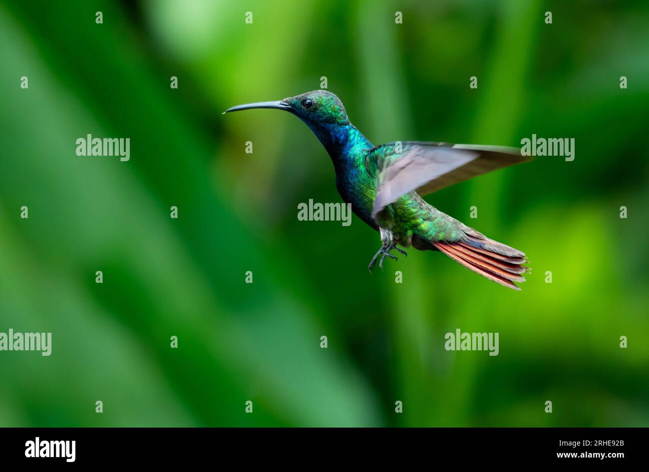 Black-throated Mango hummingbird, Anthracothorax nigricollis, in flying ...