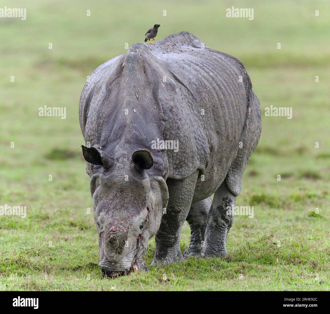 One Horned Rhino from Kaziranga National Park, Assam Stock Photo - Alamy
