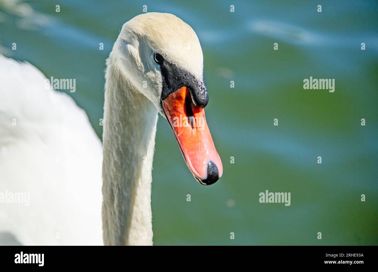 Beautiful white swans on the lake photographed from very close up ...
