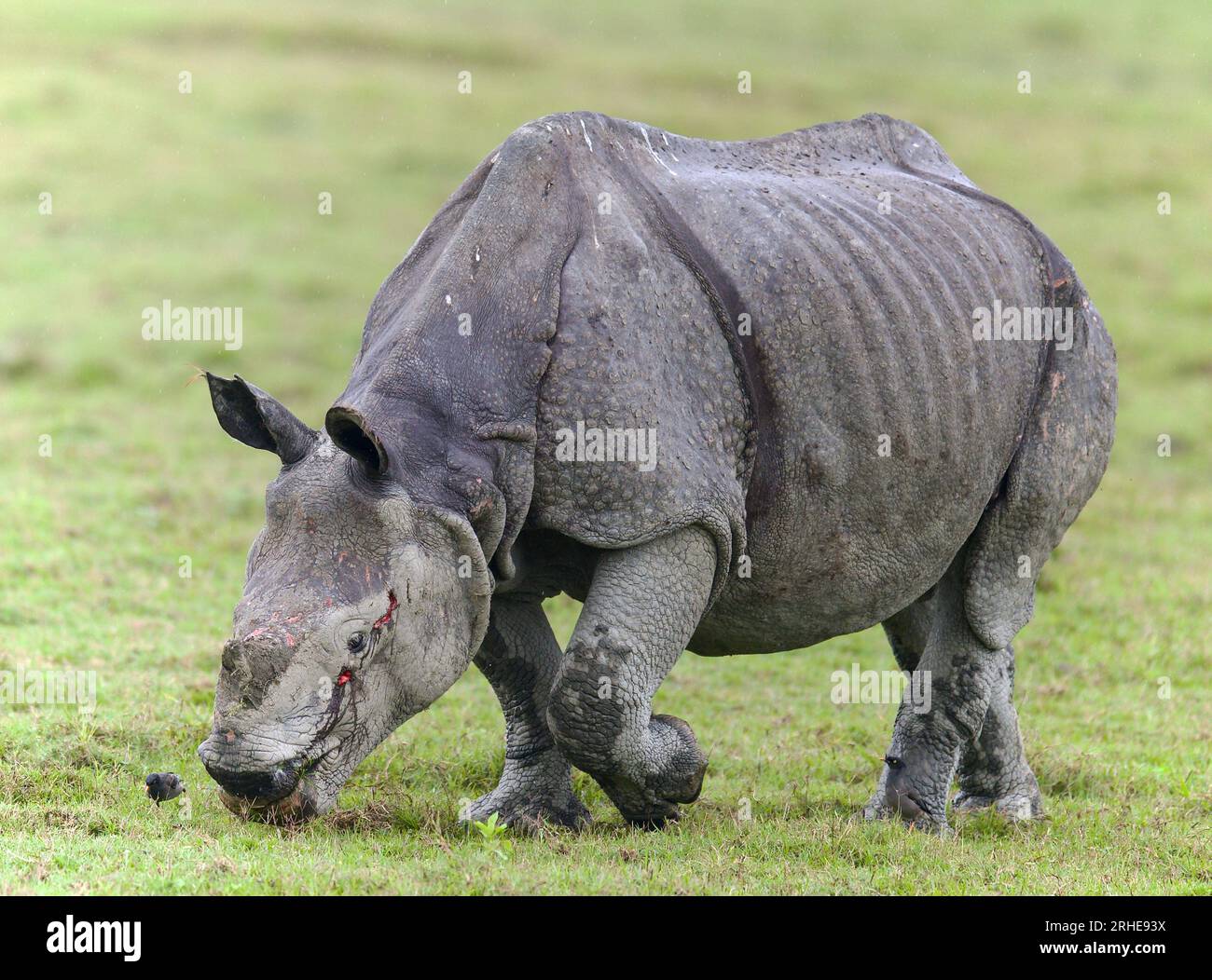 One Horned Rhino from Kaziranga National Park, Assam Stock Photo - Alamy