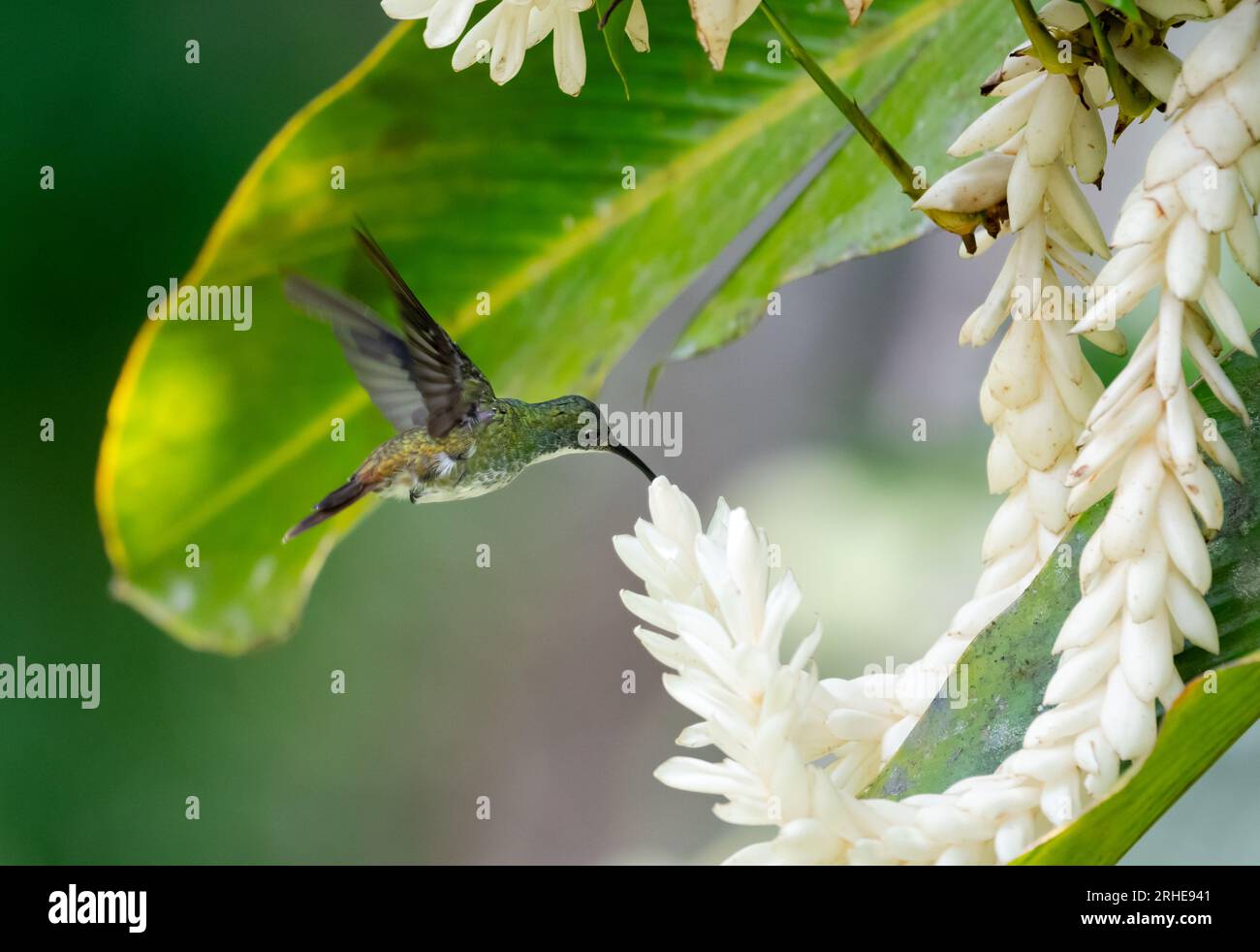 White-chested Emerald hummingbird, Amazilia brevirostris, pollinating a ...