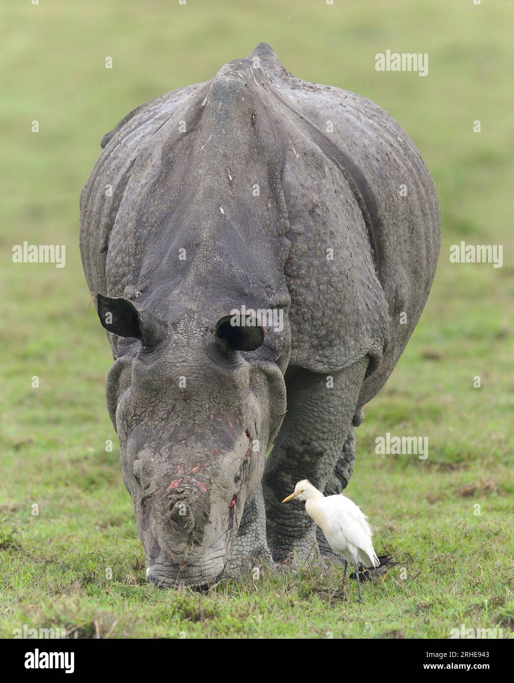 One Horned Rhino from Kaziranga National Park, Assam Stock Photo - Alamy