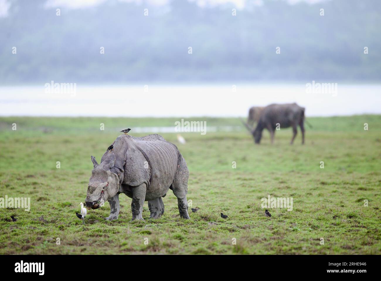 One Horned Rhino from Kaziranga National Park, Assam Stock Photo - Alamy