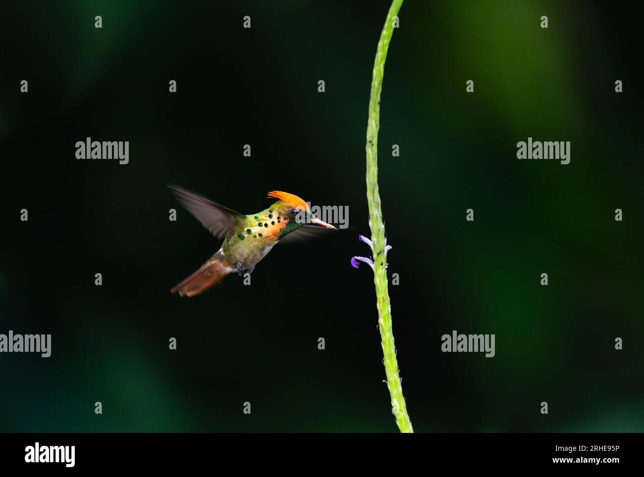 The tiny Tufted Coquette hummingbird, Lophornis ornatus, feeding on a ...