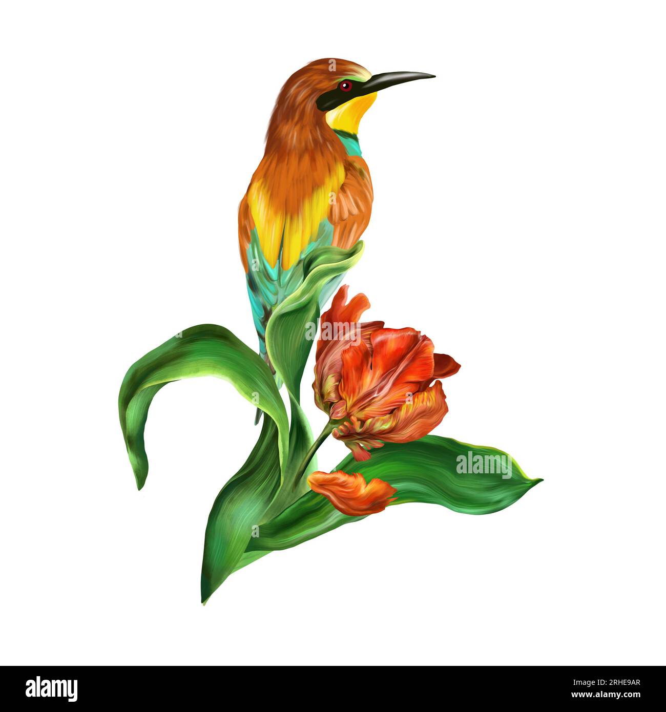 Golden bee-eater perched on a tulip flower. Bird illustration isolated ...