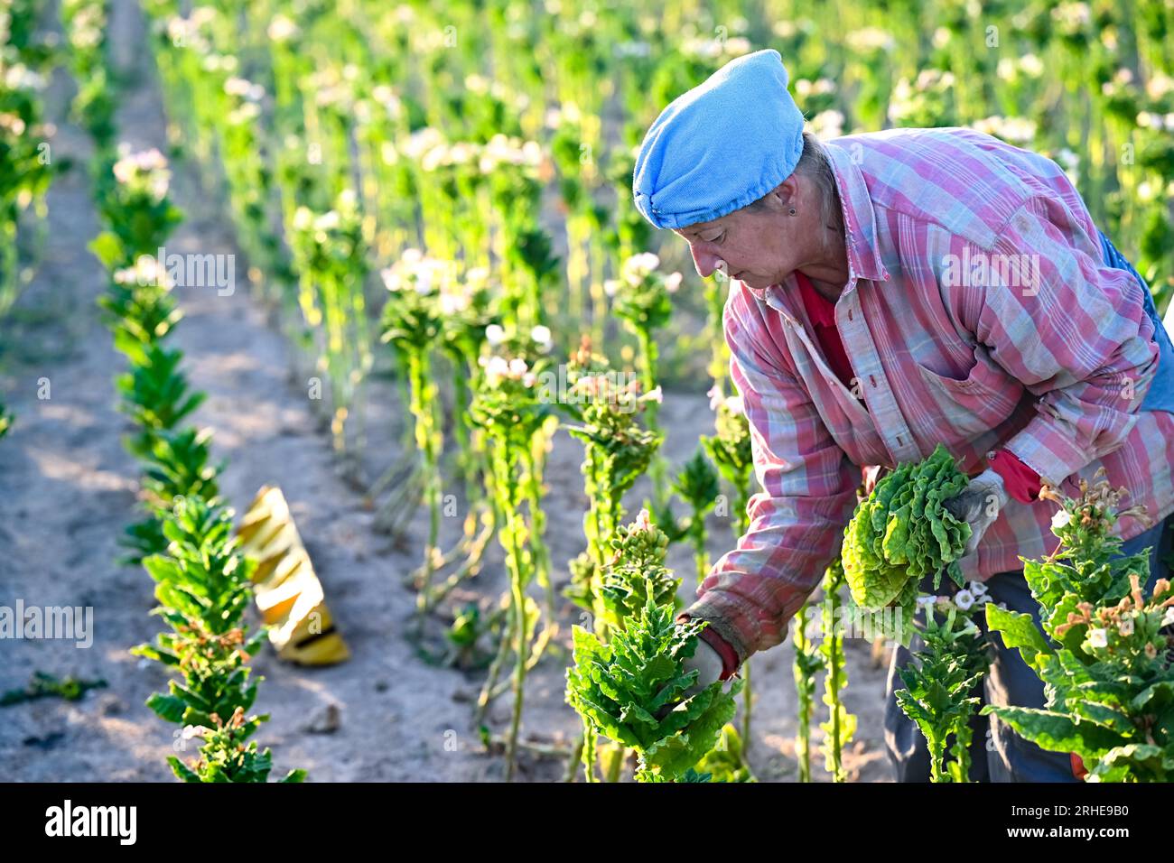 Prilep, Bitola and Prilep. 16th Aug, 2023. A farmer handpicks tobacco leaves in a field in ...