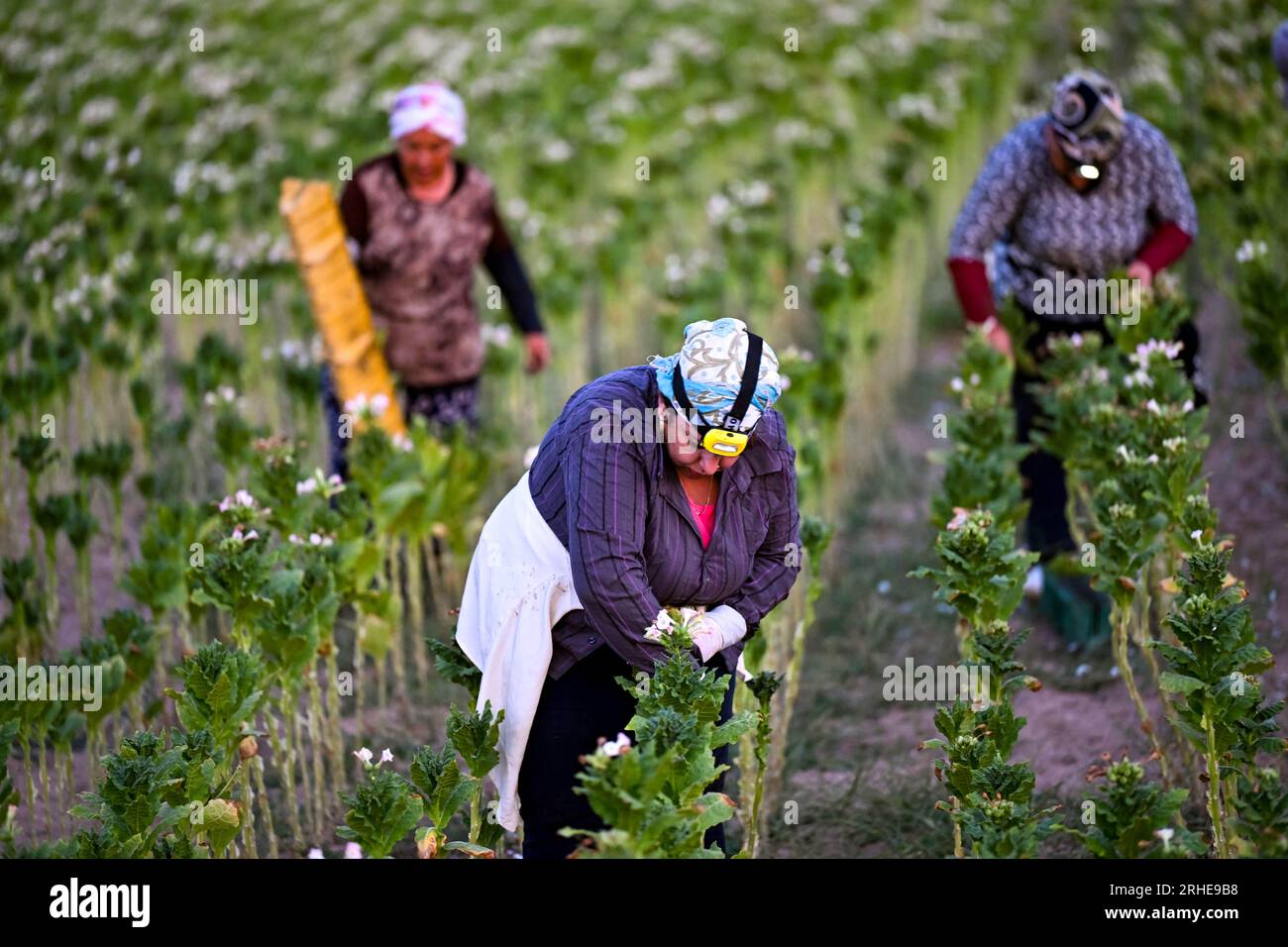 Prilep, Bitola and Prilep. 16th Aug, 2023. Farmers handpick tobacco ...