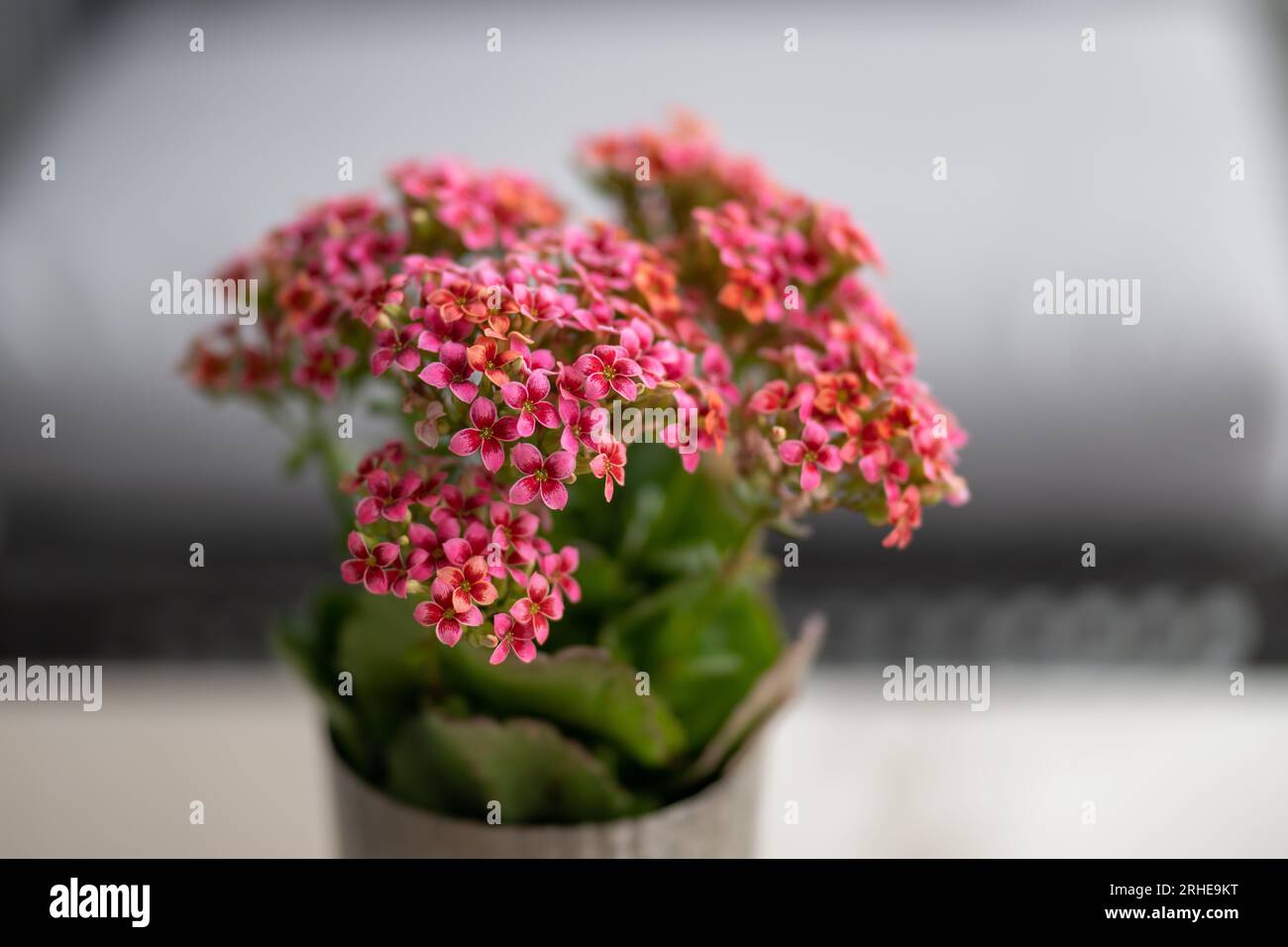 Kalanchoe belongs to a genus of tropical succulent plants often used as ...