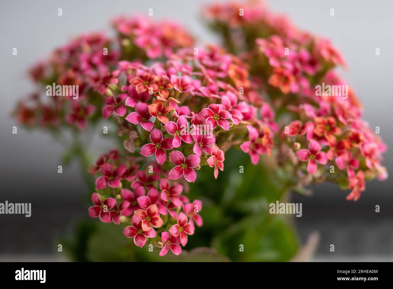 Kalanchoe belongs to a genus of tropical succulent plants often used as ...