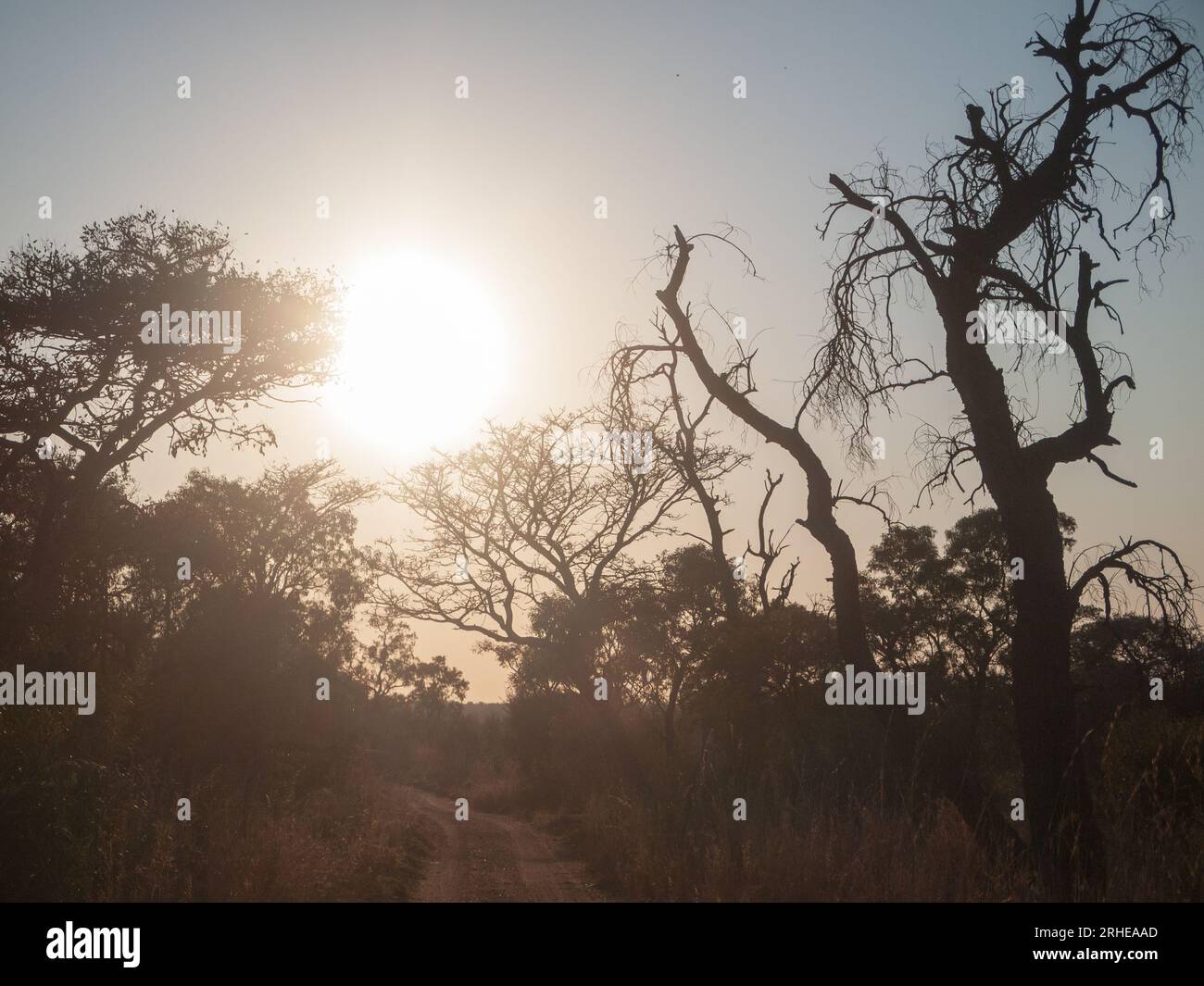 Sunrise photograph on a July winter morning during a game drive, South ...
