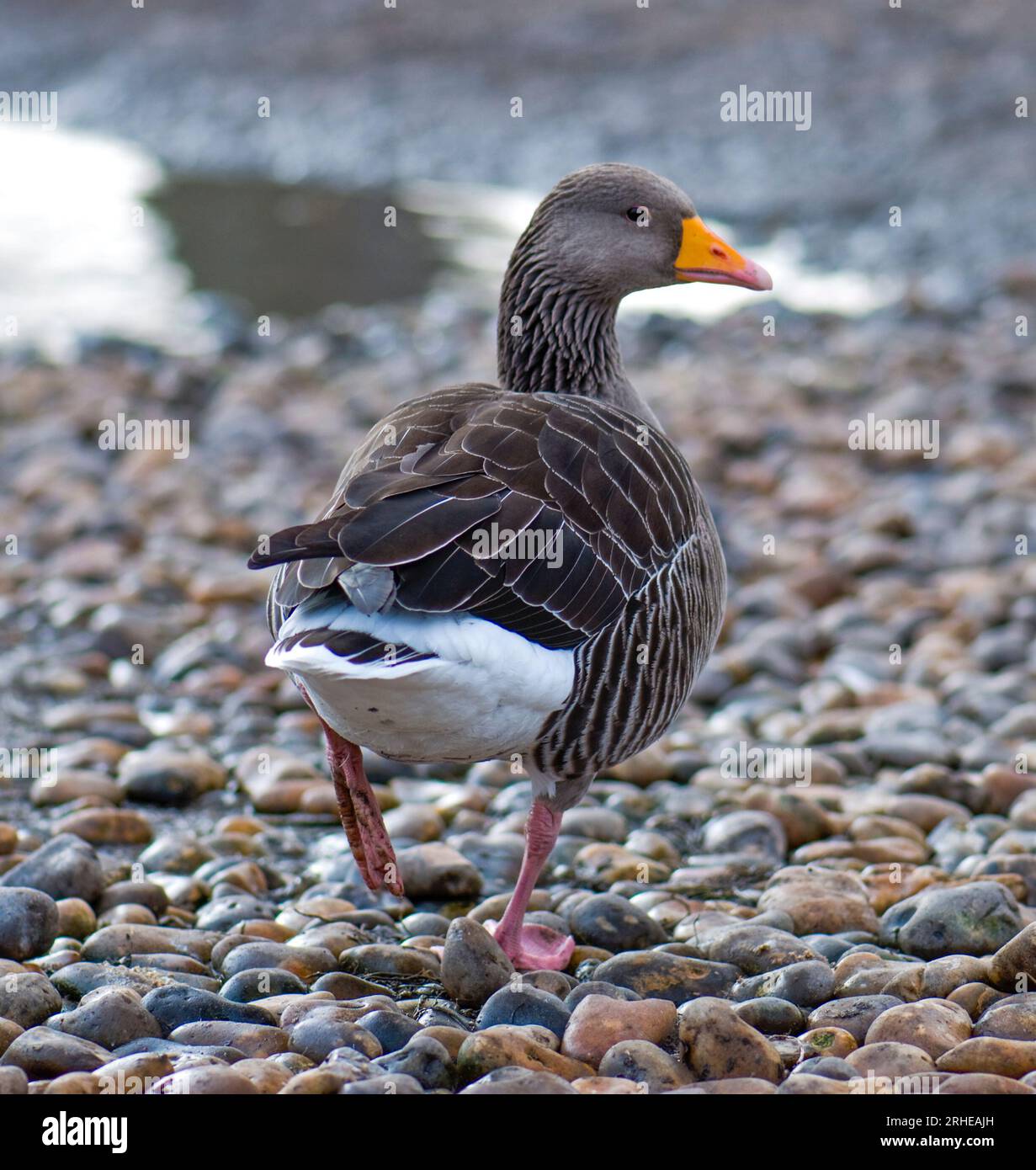 Webbed feet geese hi-res stock photography and images - Alamy