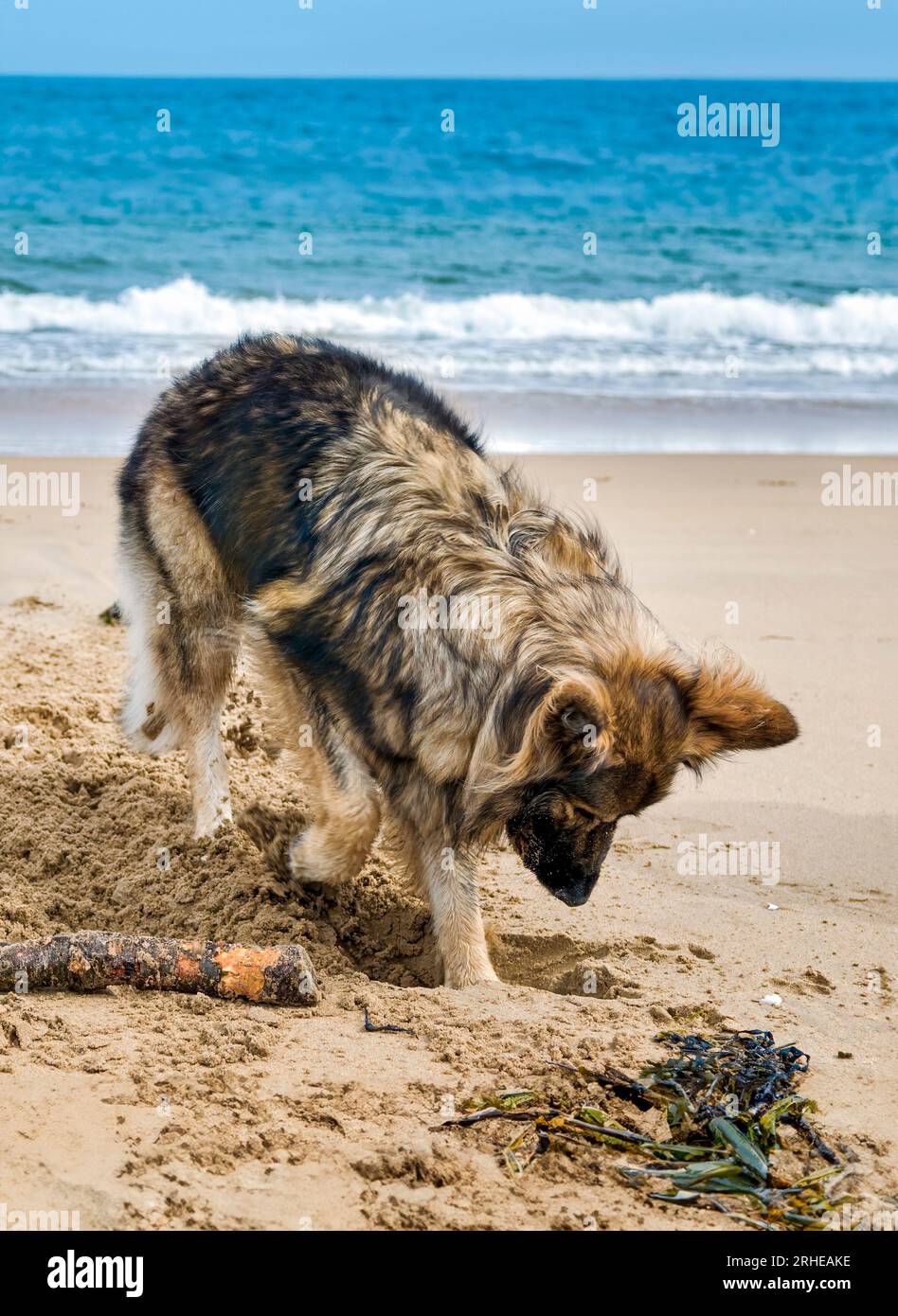 Why Do Dogs Dig In Sand at Koby Rawling blog