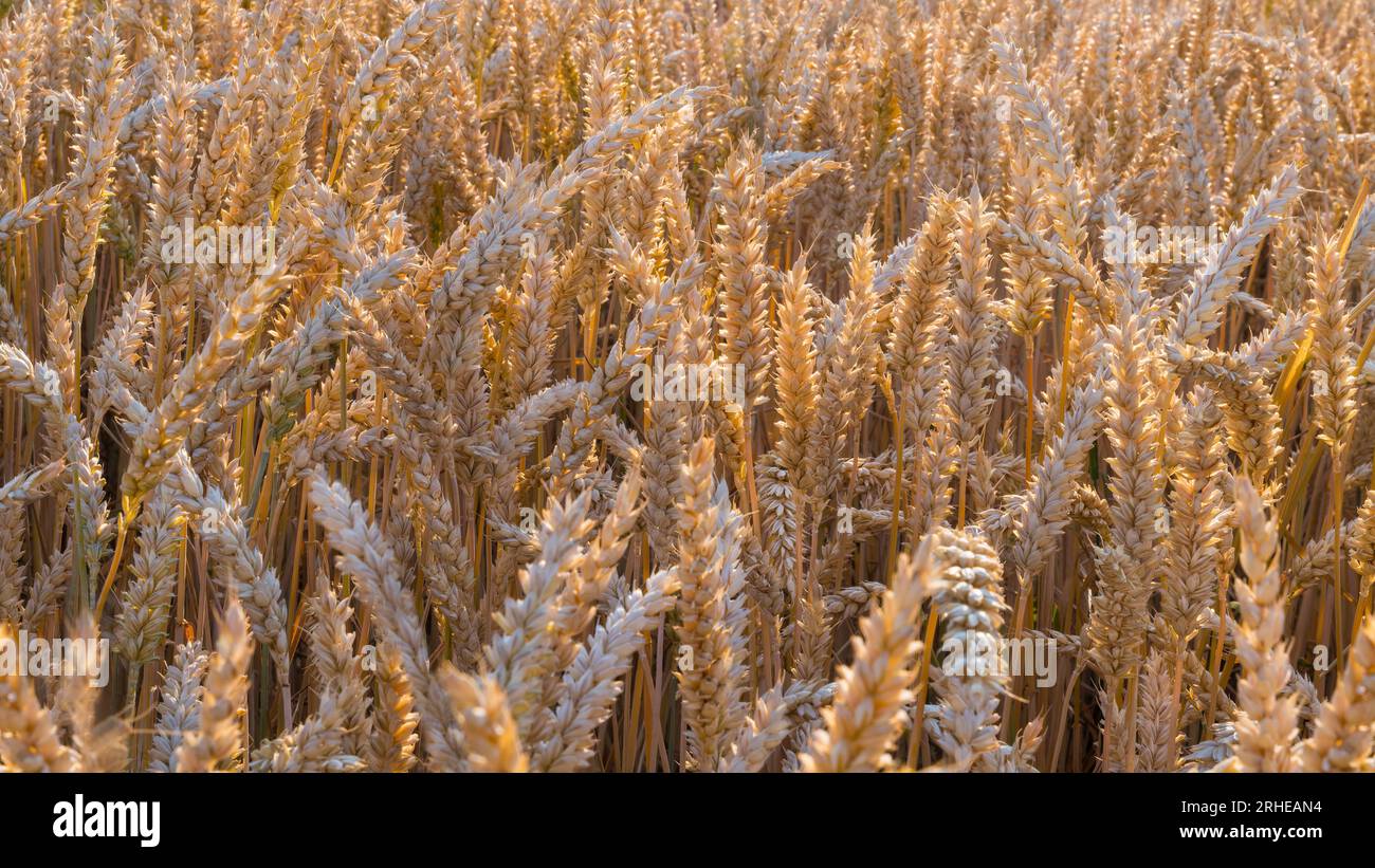 Golden common wheat ears triticum hi-res stock photography and images ...