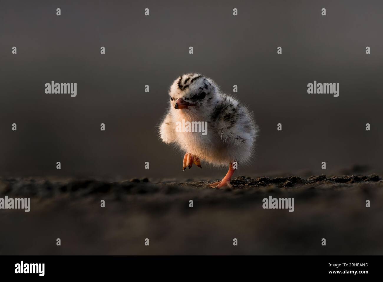 A small bird walking on the ground Stock Photo - Alamy