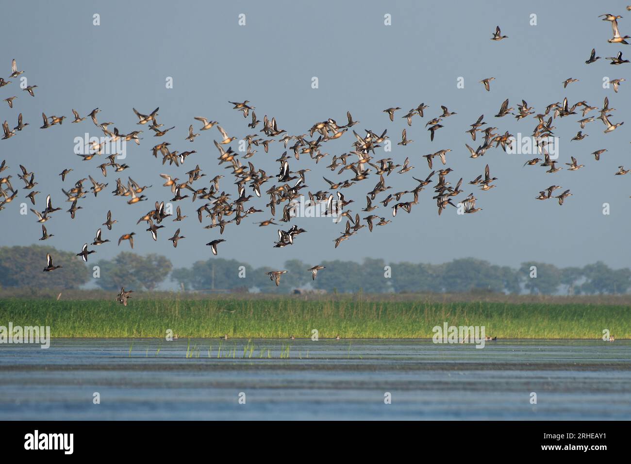 Birds flying over water hi-res stock photography and images - Alamy