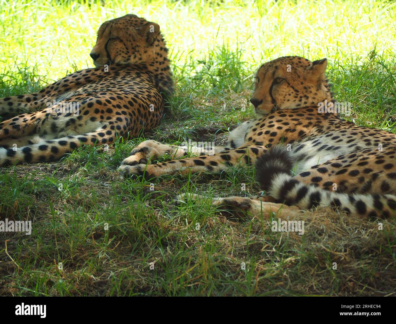 2 cheetahs sprawling on ground Stock Photo - Alamy