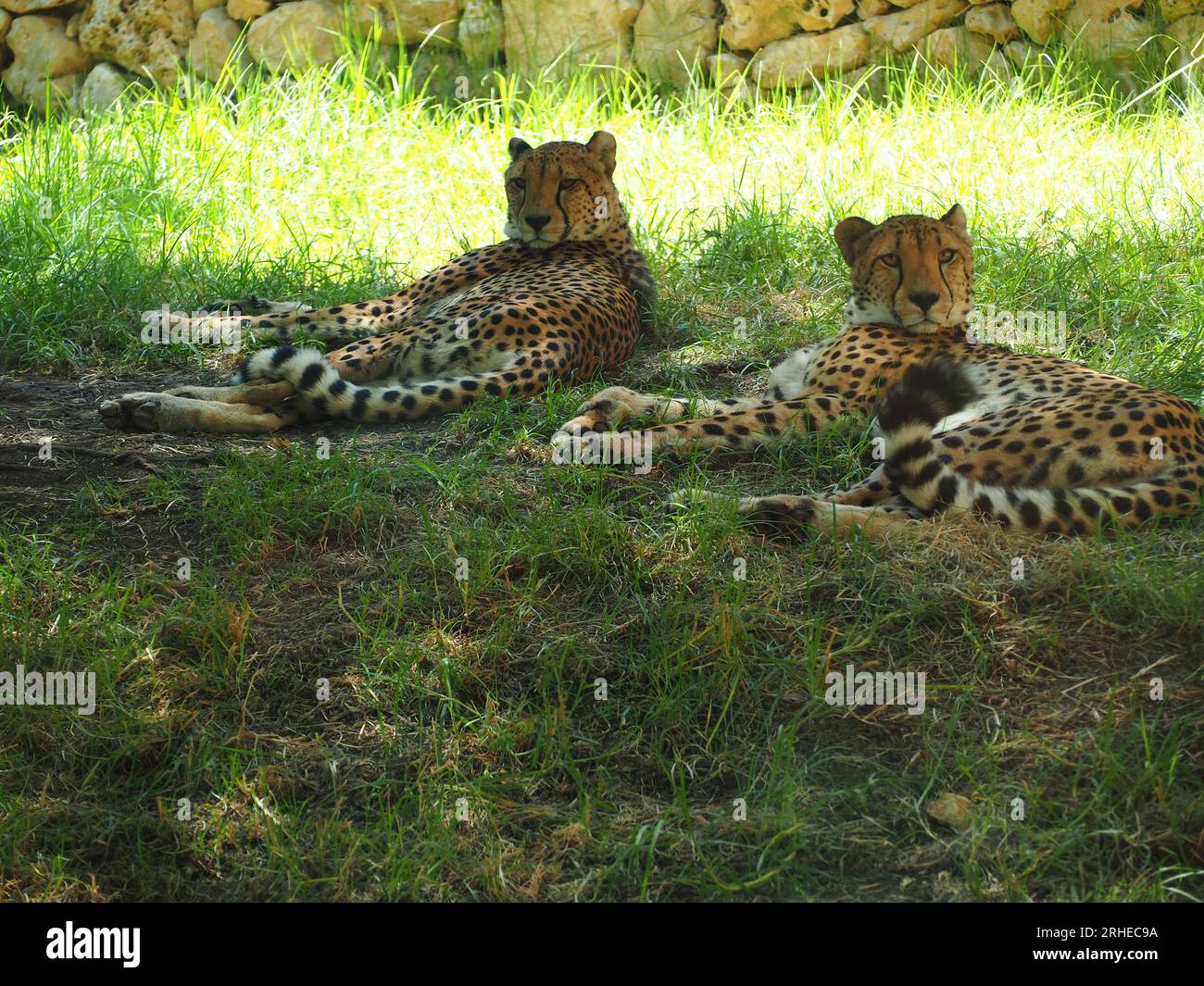 2 cheetahs sprawling on ground Stock Photo - Alamy