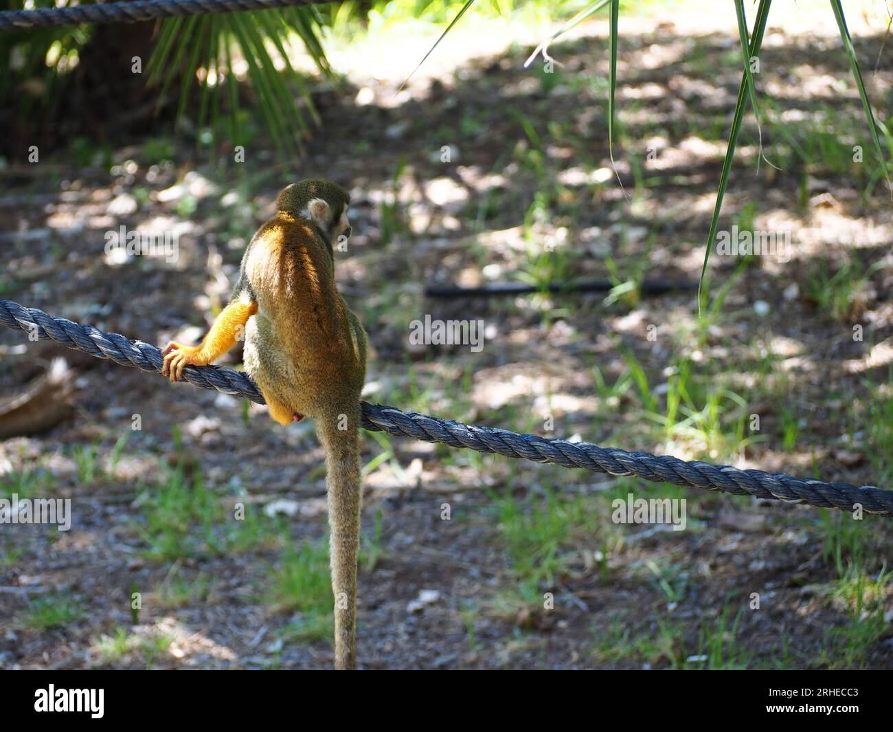 Animal backside not back not behind hi-res stock photography and images ...