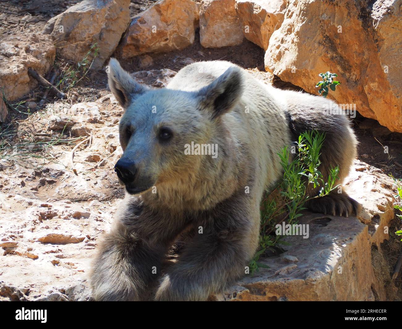 Syrian brown bear hi-res stock photography and images - Alamy