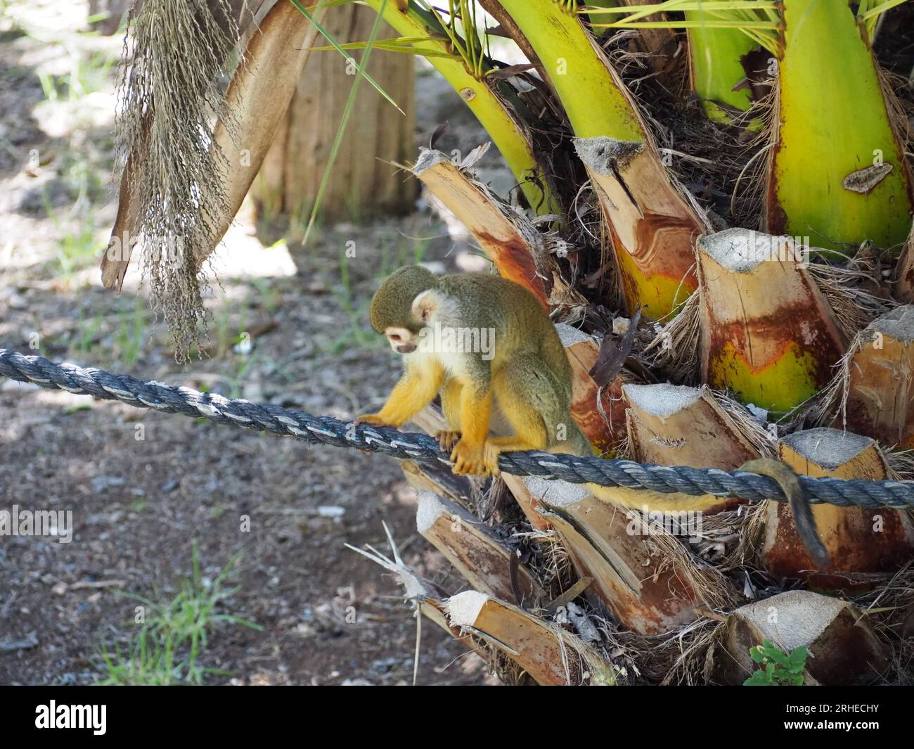 Monkey palm hi-res stock photography and images - Alamy