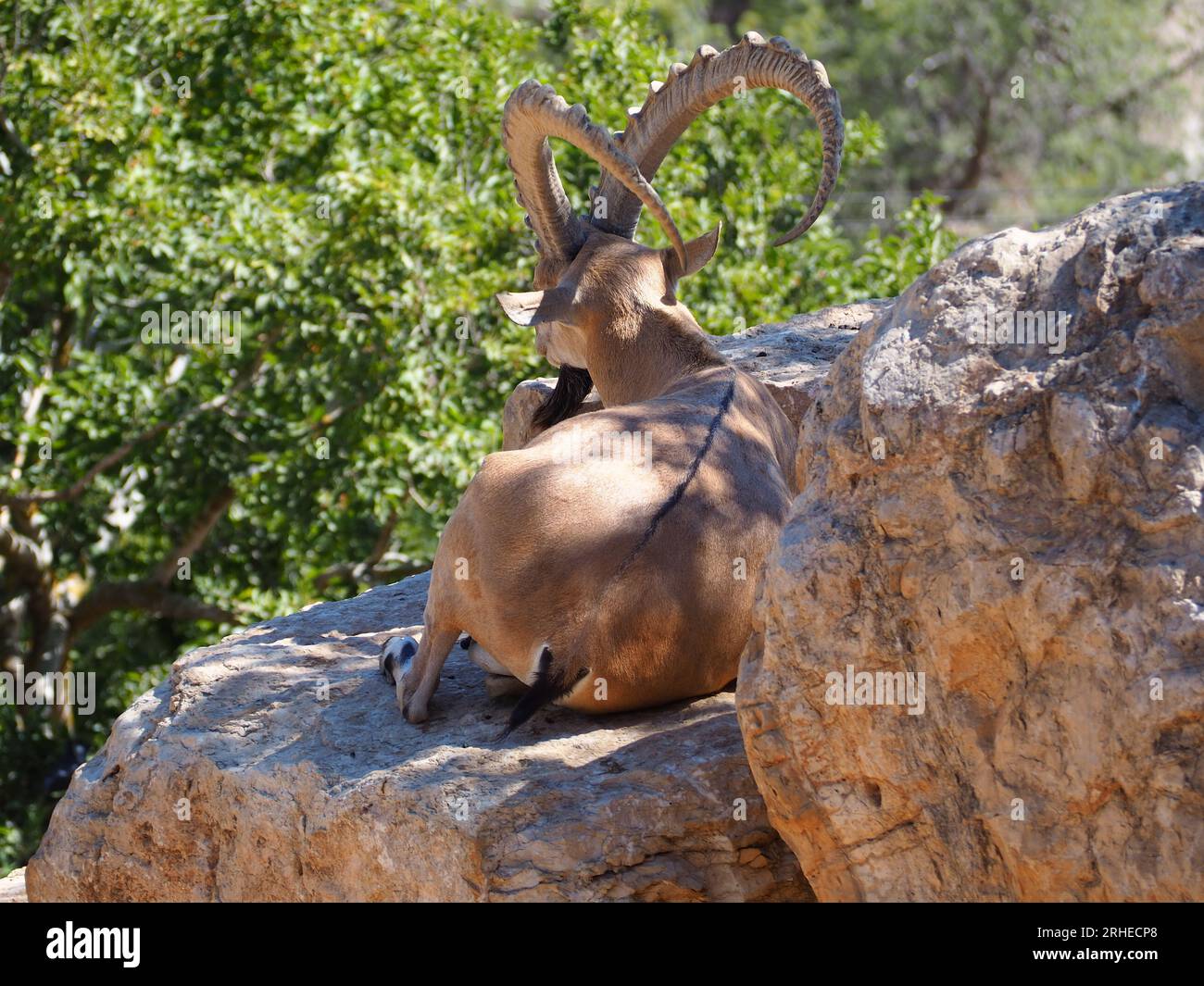 Back of Nubian ibex resting on rock Stock Photo - Alamy