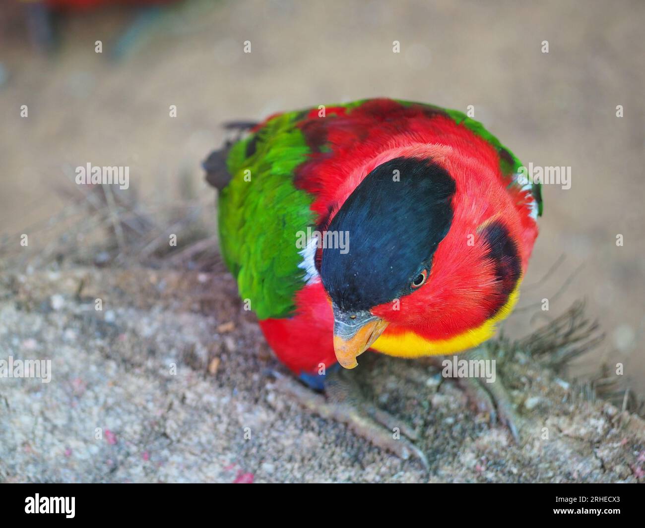 Chattering bird hi-res stock photography and images - Alamy