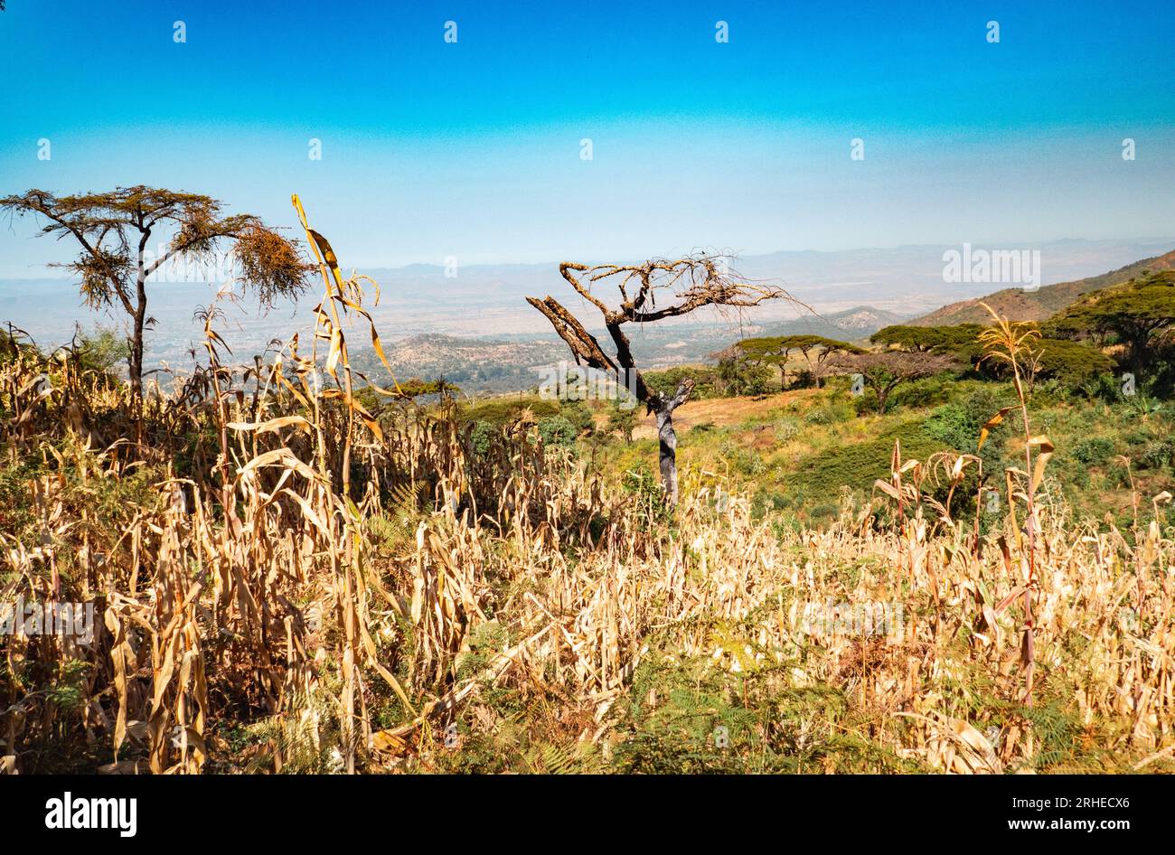 Scenic view of small scale maize farms with houses at Mbeya Town in ...