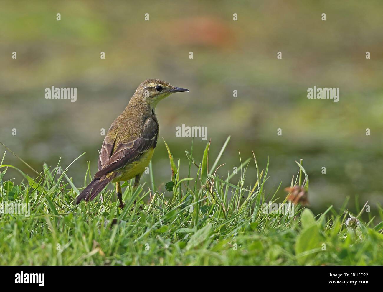 Yellow Wagtail (Motacilla flava flavissima) adult female standing on ...