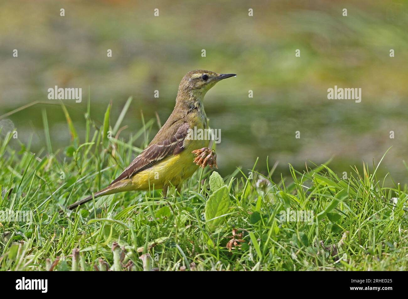 Yellow Wagtail (Motacilla flava flavissima) adult female standing on ...