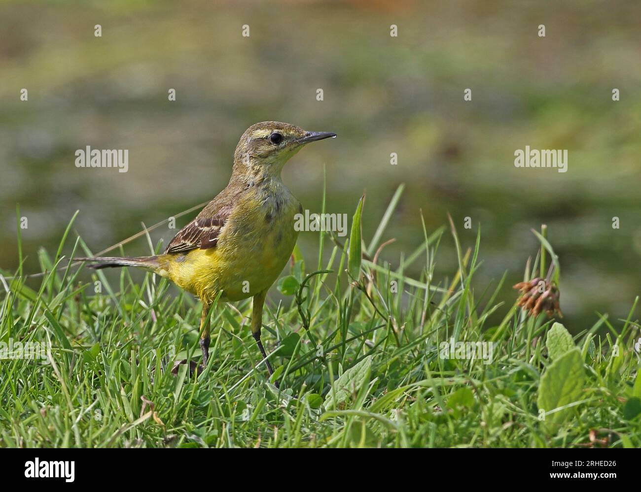Grasy bird hi-res stock photography and images - Alamy