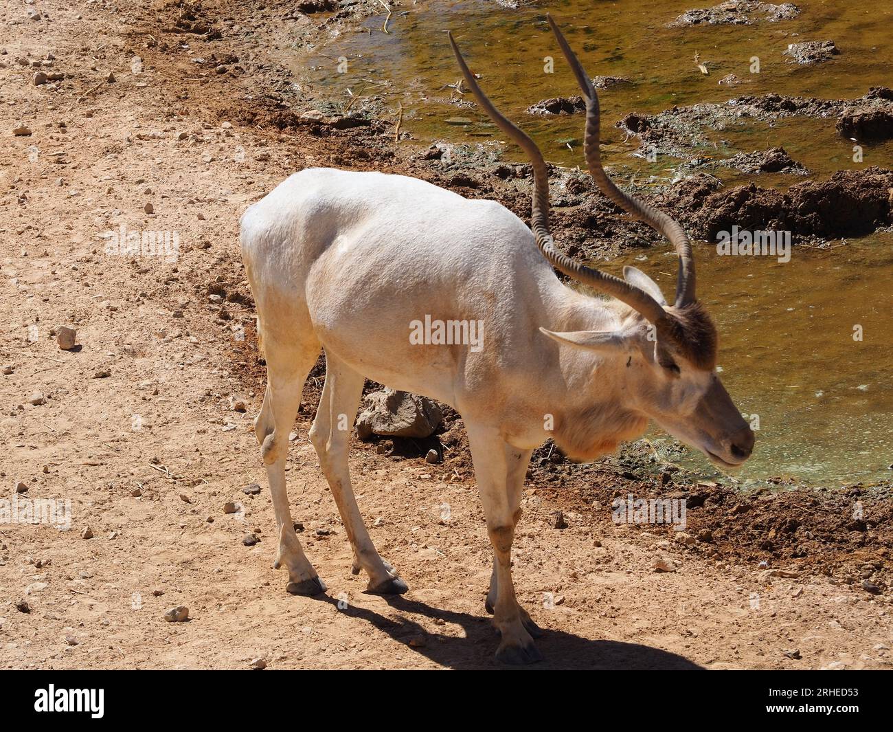 Antelope spiral horns zoo hi-res stock photography and images - Alamy