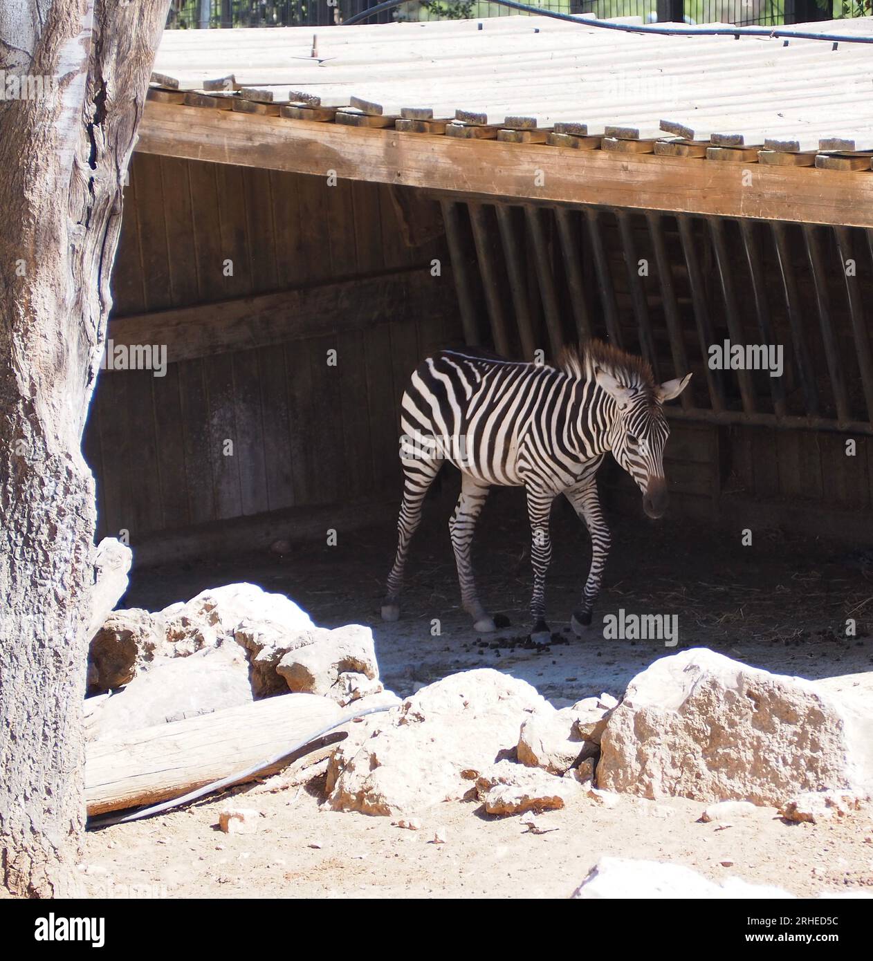 Zebra in the shed Stock Photo - Alamy