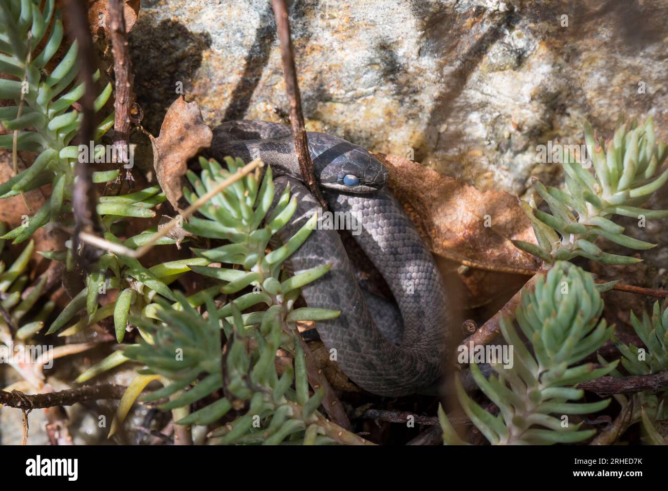 Schlingnatter snake hi-res stock photography and images - Alamy