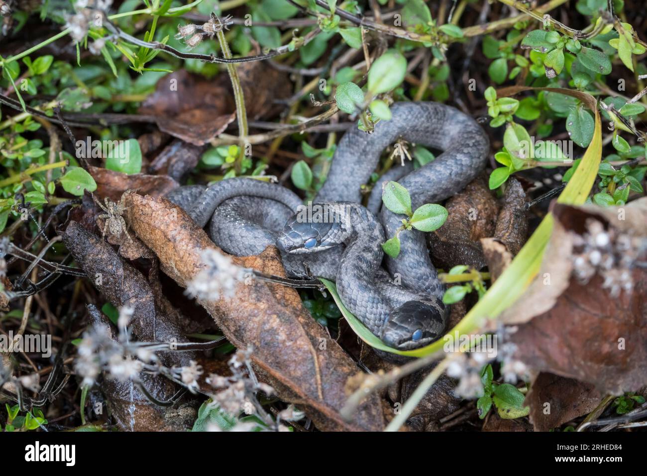 Schlingnatter, Coronella austriaca, smooth snake Stock Photo - Alamy
