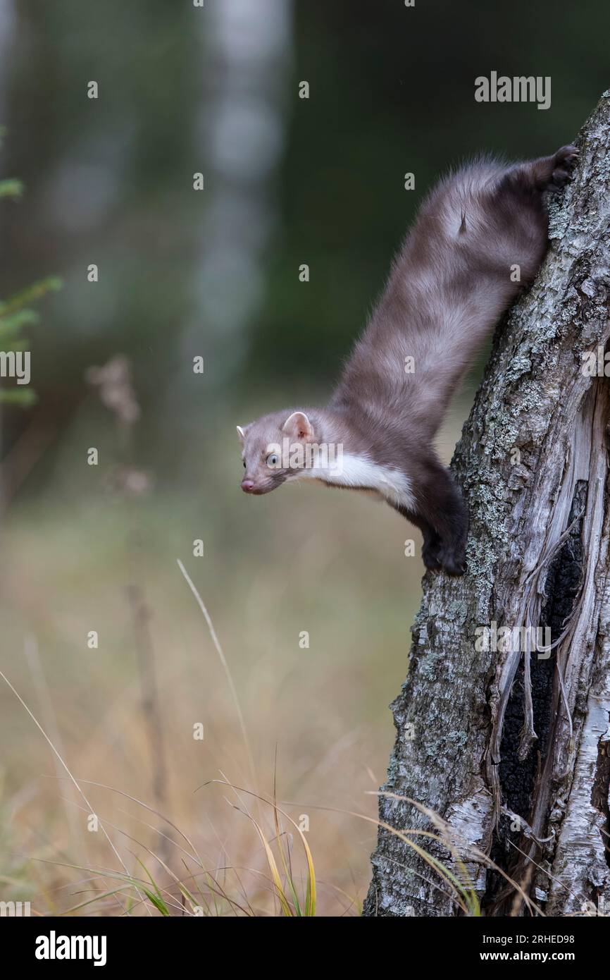 Steinmarder, Martes foina, stone marten Stock Photo - Alamy