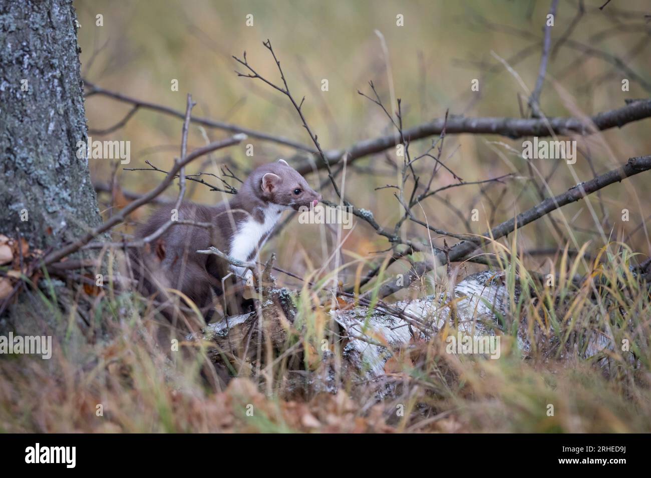 Steinmarder, Martes foina, stone marten Stock Photo - Alamy